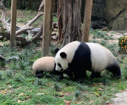 Chimelong Safari Park Guide: Facts and Useful Information travel notes ...