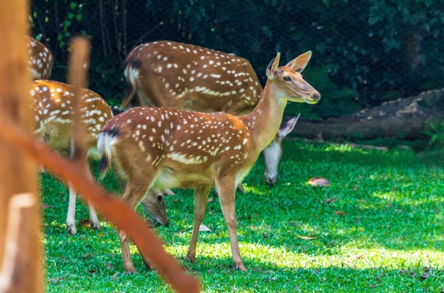 Chimelong Safari Park Guide: Facts and Useful Information travel notes ...
