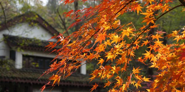 栖霞山手绘,山东栖霞山,栖霞山图_大山谷图库